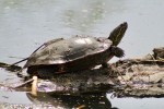Turtle Talk: What is Cloacal Respiration? – Nicole's Navigation Network